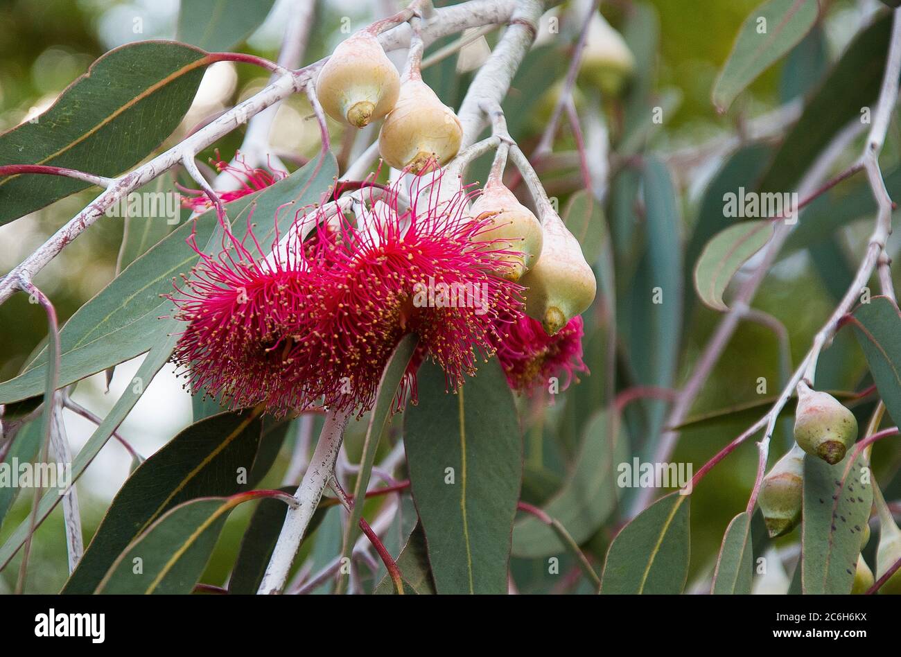 Eucalyptus leucoxylon -Fotos und -Bildmaterial in hoher Auflösung – Alamy
