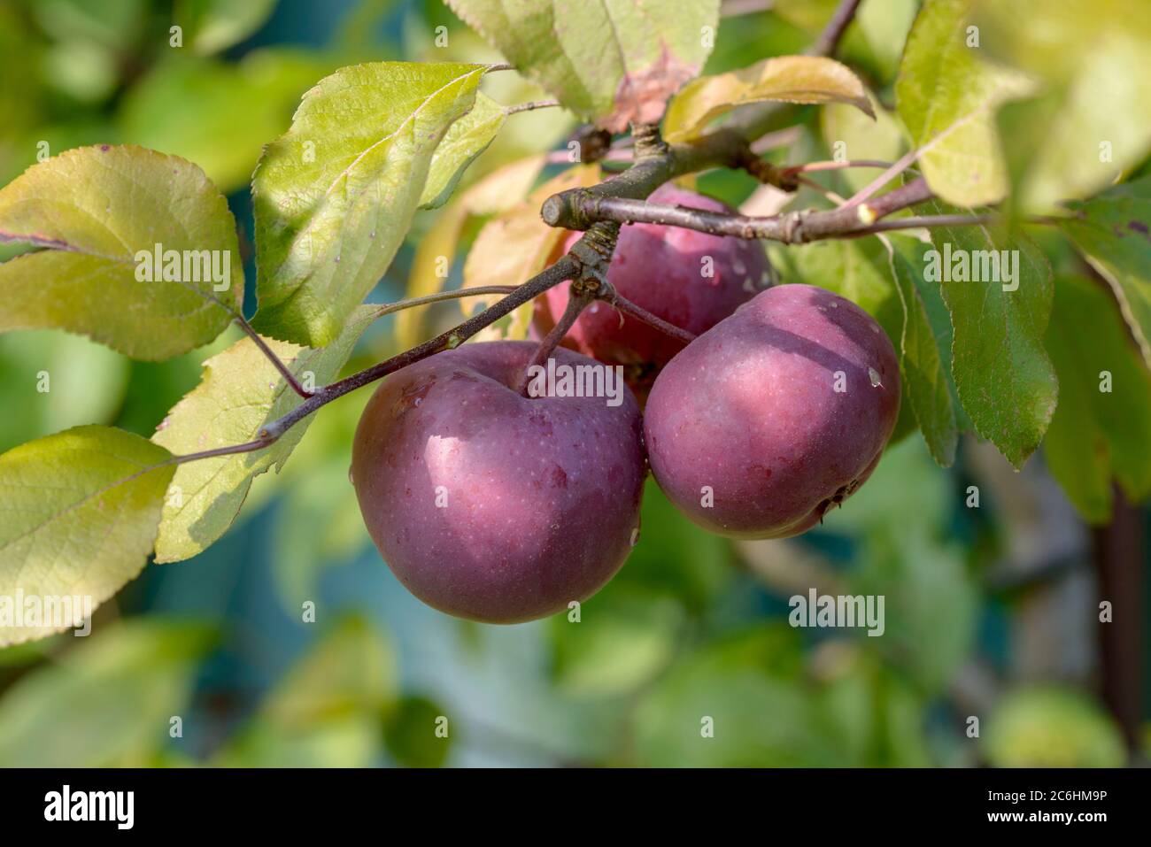 Redlove sorte apfel -Fotos und -Bildmaterial in hoher Auflösung – Alamy