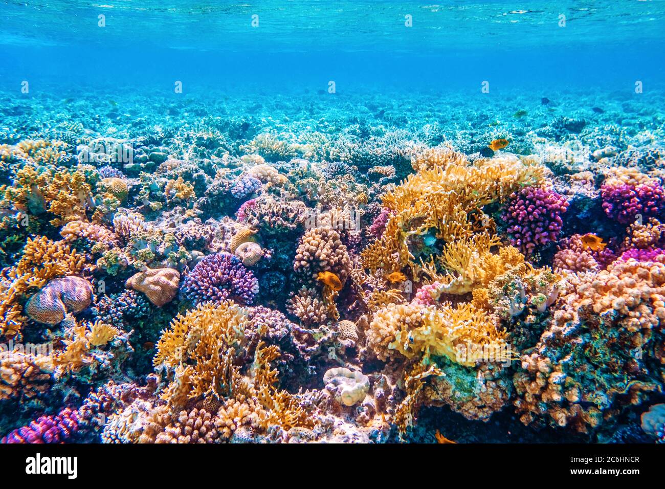 Tiefsee Fische Stockfotos und -bilder Kaufen - Alamy