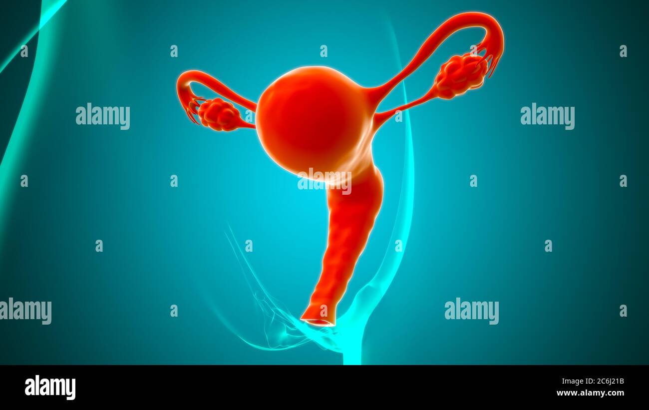 Weibliche Reproduktionssystem Anatomie für medizinische Konzept 3D ...
