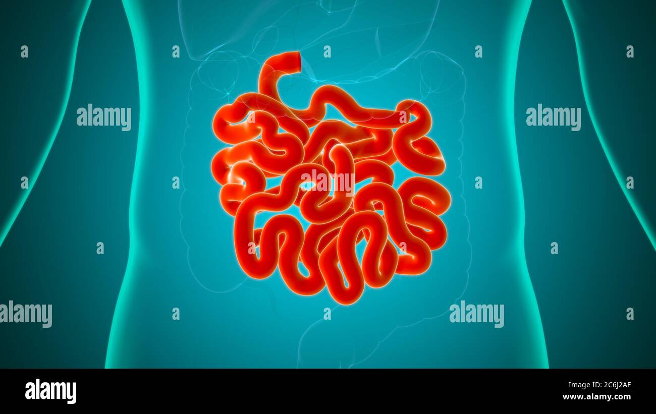 Dünndarm 3D Illustration Human Digestive System Anatomie für ...