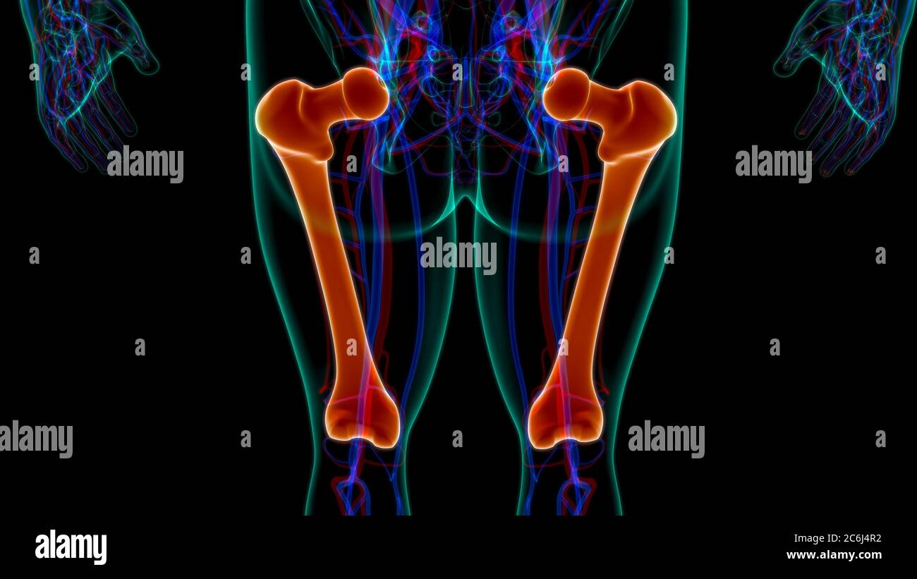 Menschliche Skelett Anatomie Femur Knochen 3D Rendering für ...