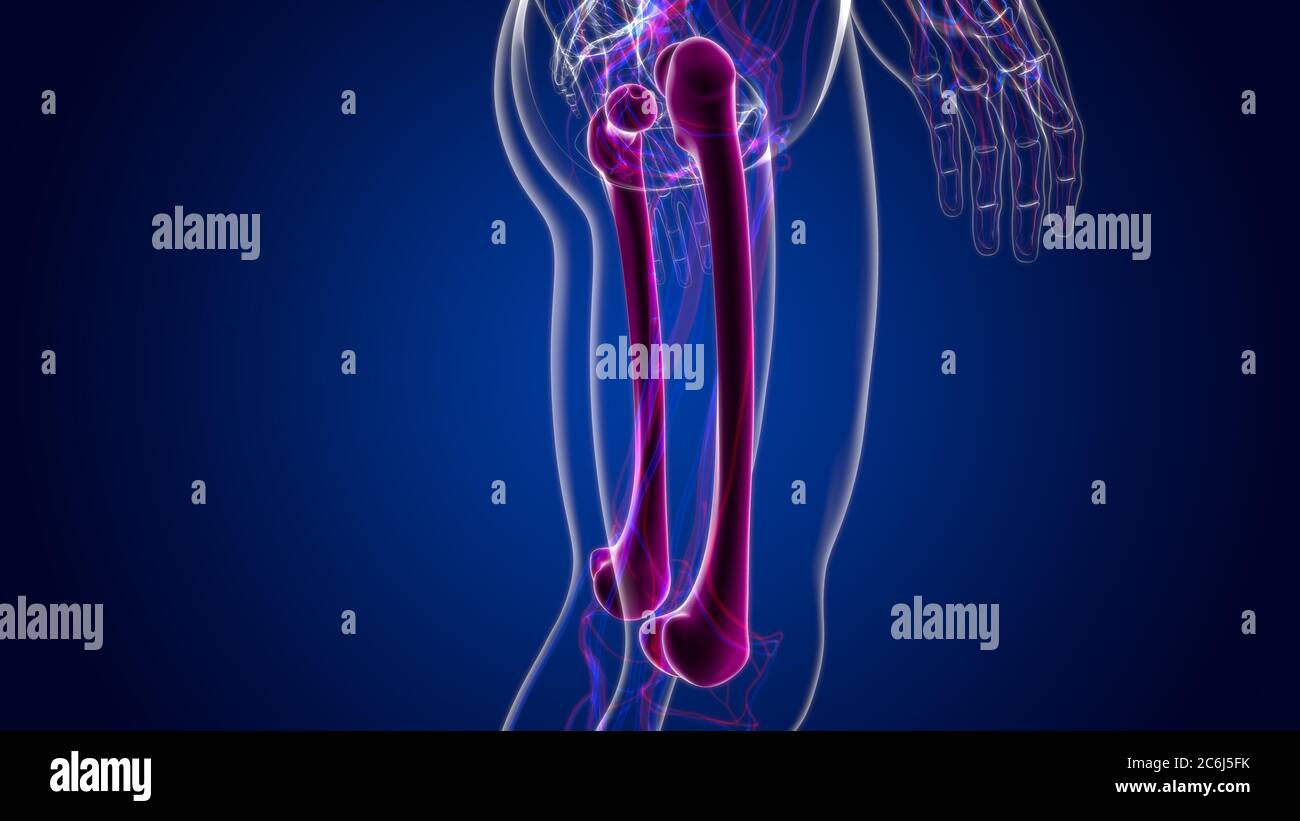 Menschliche Skelett Anatomie Femur Knochen 3D Rendering für ...