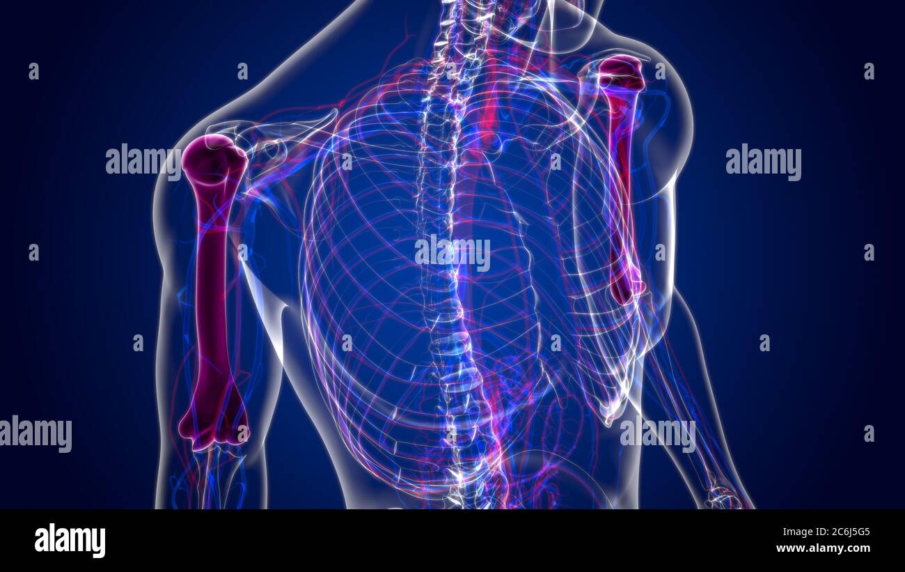 Menschliche Skelett Anatomie Humerus Knochen 3D Rendering für ...