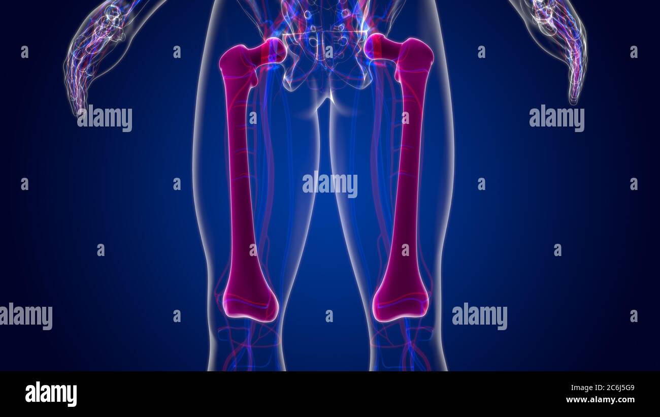 Menschliche Skelett Anatomie Femur Knochen 3D Rendering für ...