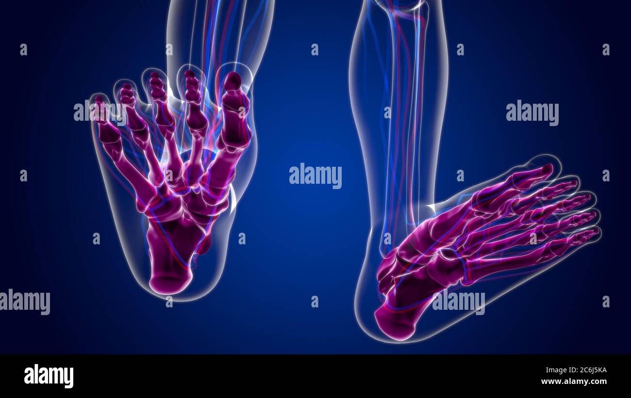 Menschliche Skelett Fußknochen Anatomie für medizinisches Konzept 3D ...