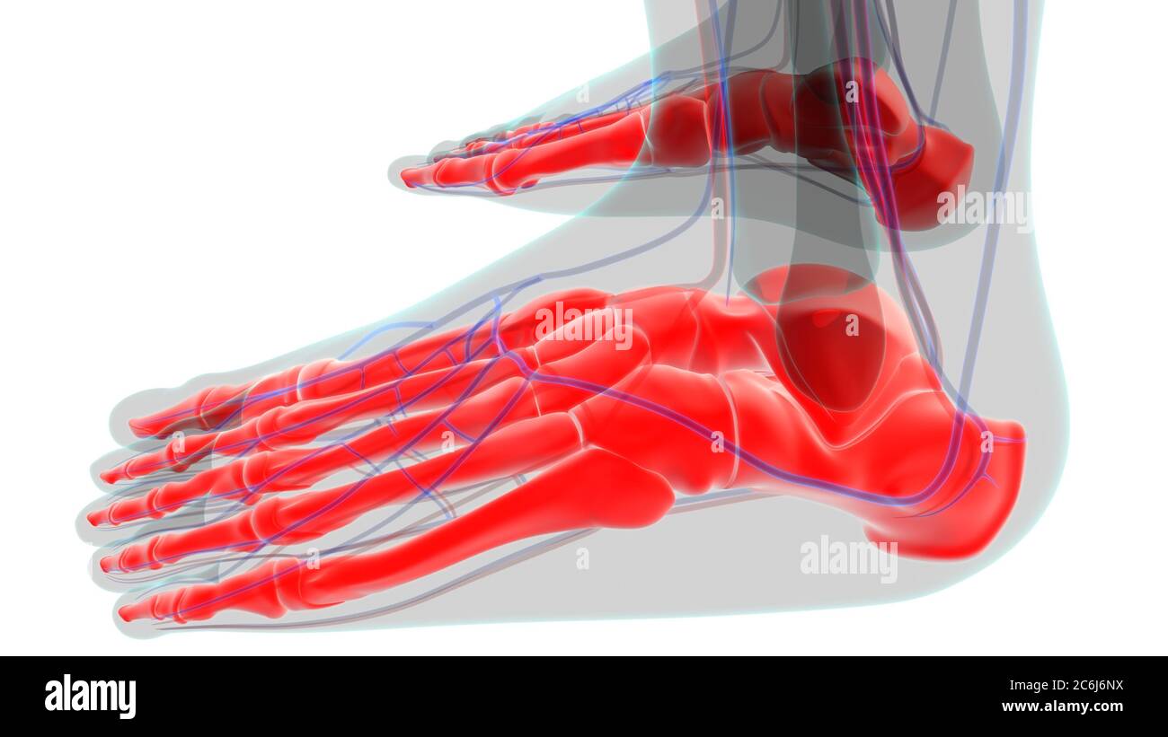 Menschliche Skelett Fußknochen Anatomie für medizinisches Konzept 3D ...
