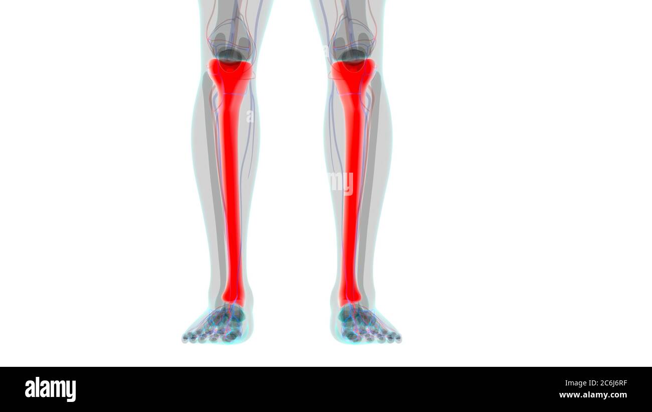 Menschliche Skelett Anatomie Tibia Knochen 3D Rendering für ...