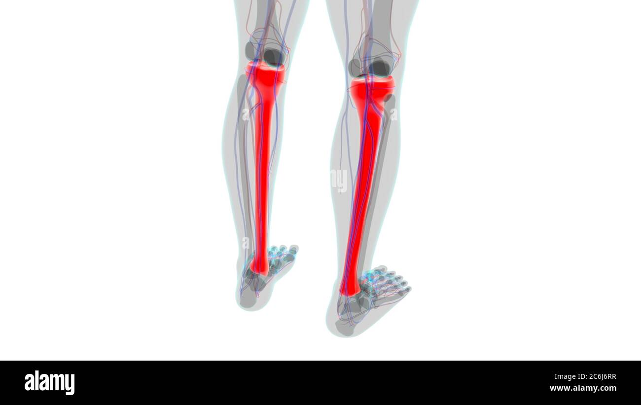 Menschliche Skelett Anatomie Tibia Knochen 3D Rendering für ...