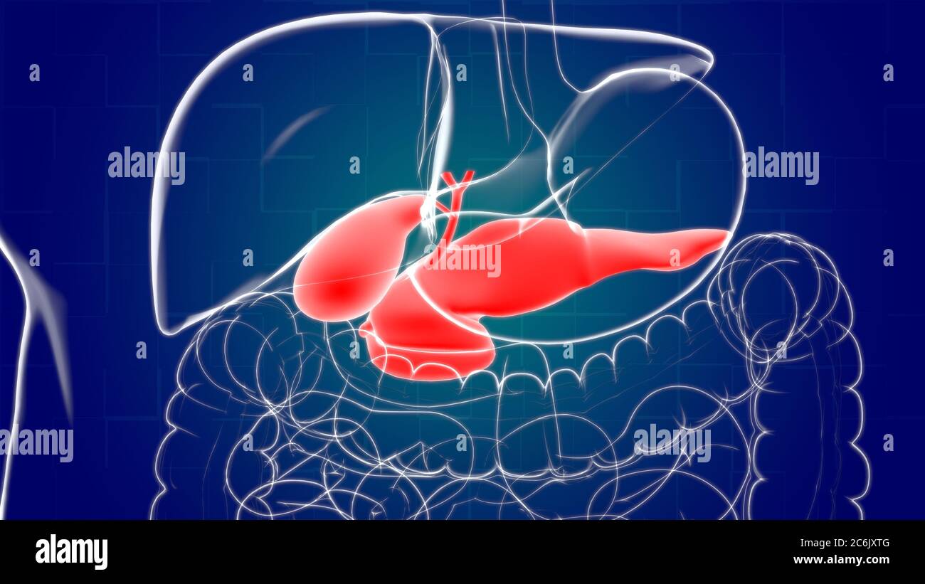 Gallenblase Human Digestive System Anatomie für medizinisches Konzept ...