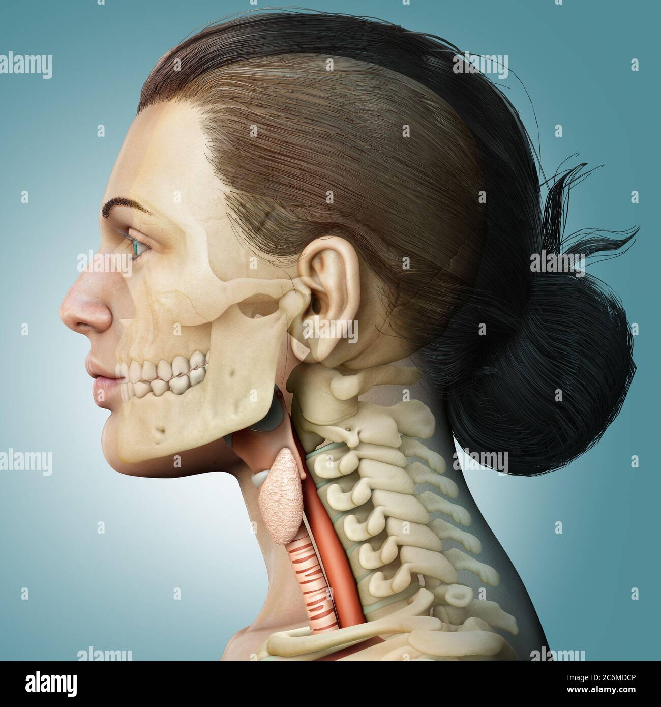 Kehlkopf anatomie -Fotos und -Bildmaterial in hoher Auflösung – Alamy