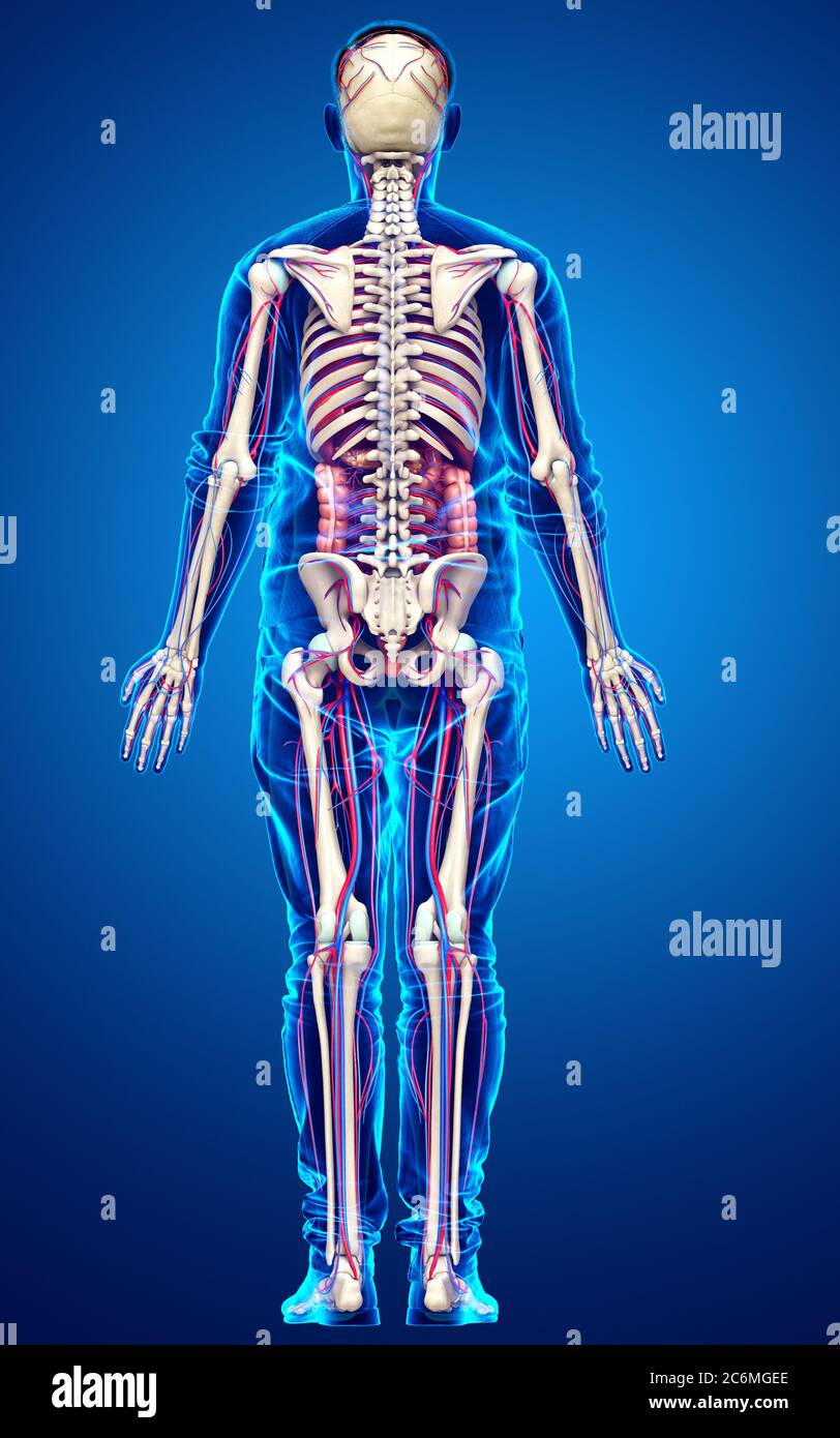 3d-Darstellung medizinisch genaue Darstellung der männlichen inneren ...
