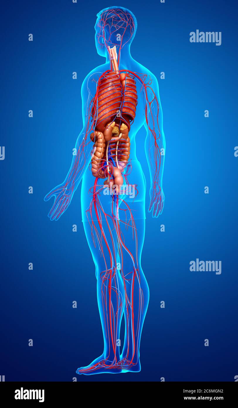 3d-Darstellung medizinisch genaue Darstellung der männlichen inneren ...