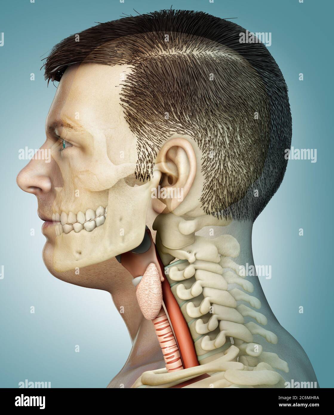 Kehlkopf anatomie -Fotos und -Bildmaterial in hoher Auflösung – Alamy