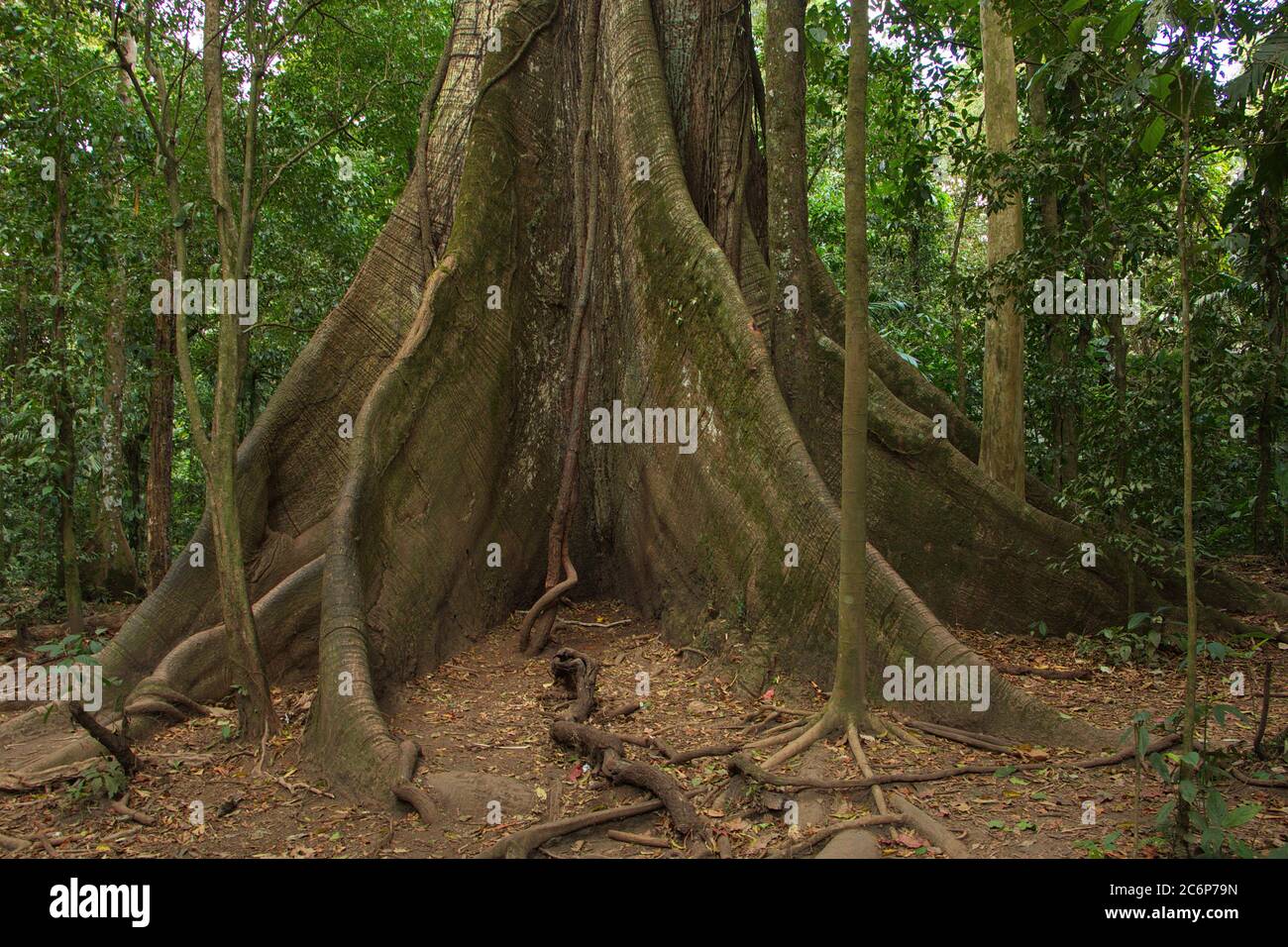 Riesiger ceiba Baum am La Ceiba Trail im Parque Nacional Volcan Arenal ...