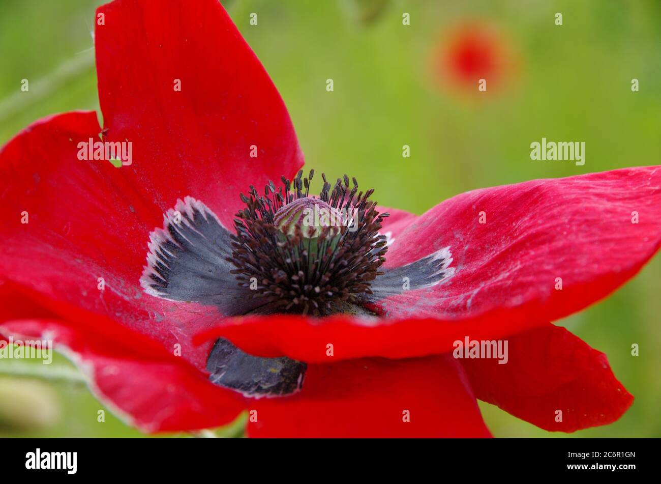Mohn mohnblumen -Fotos und -Bildmaterial in hoher Auflösung – Alamy