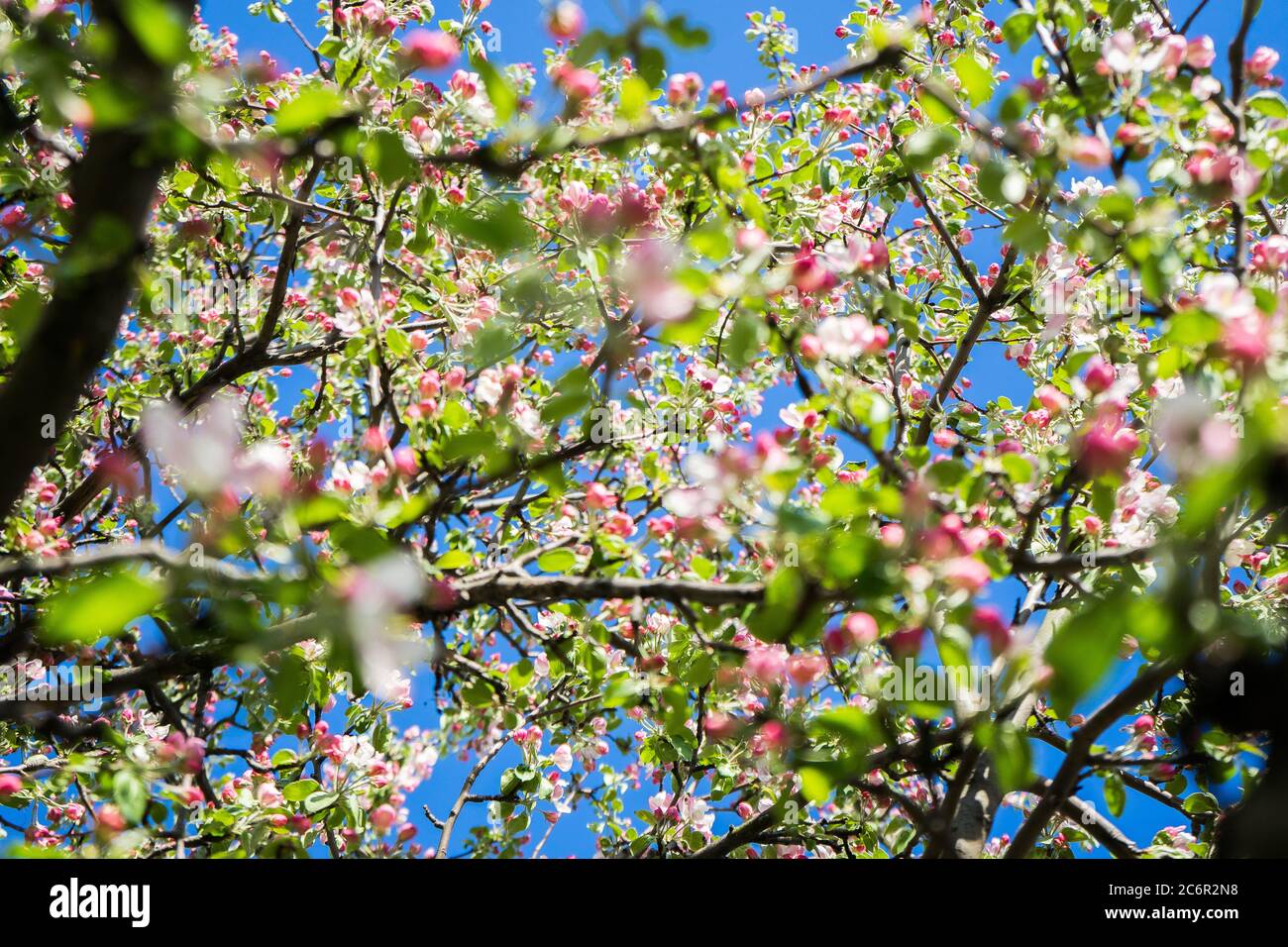 Apfelbaum blühen -Fotos und -Bildmaterial in hoher Auflösung – Alamy
