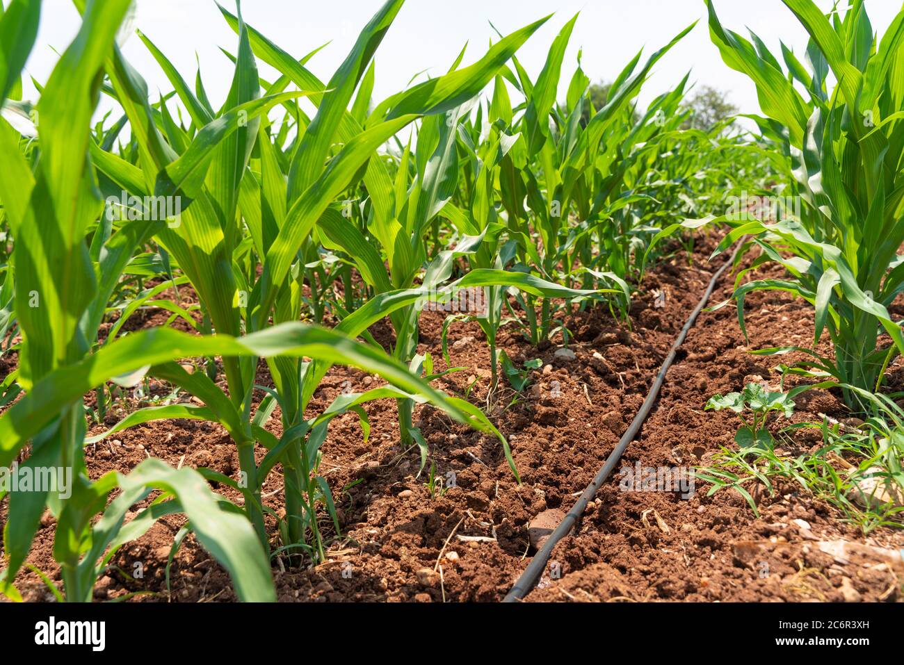 Junge maispflanze -Fotos und -Bildmaterial in hoher Auflösung – Alamy