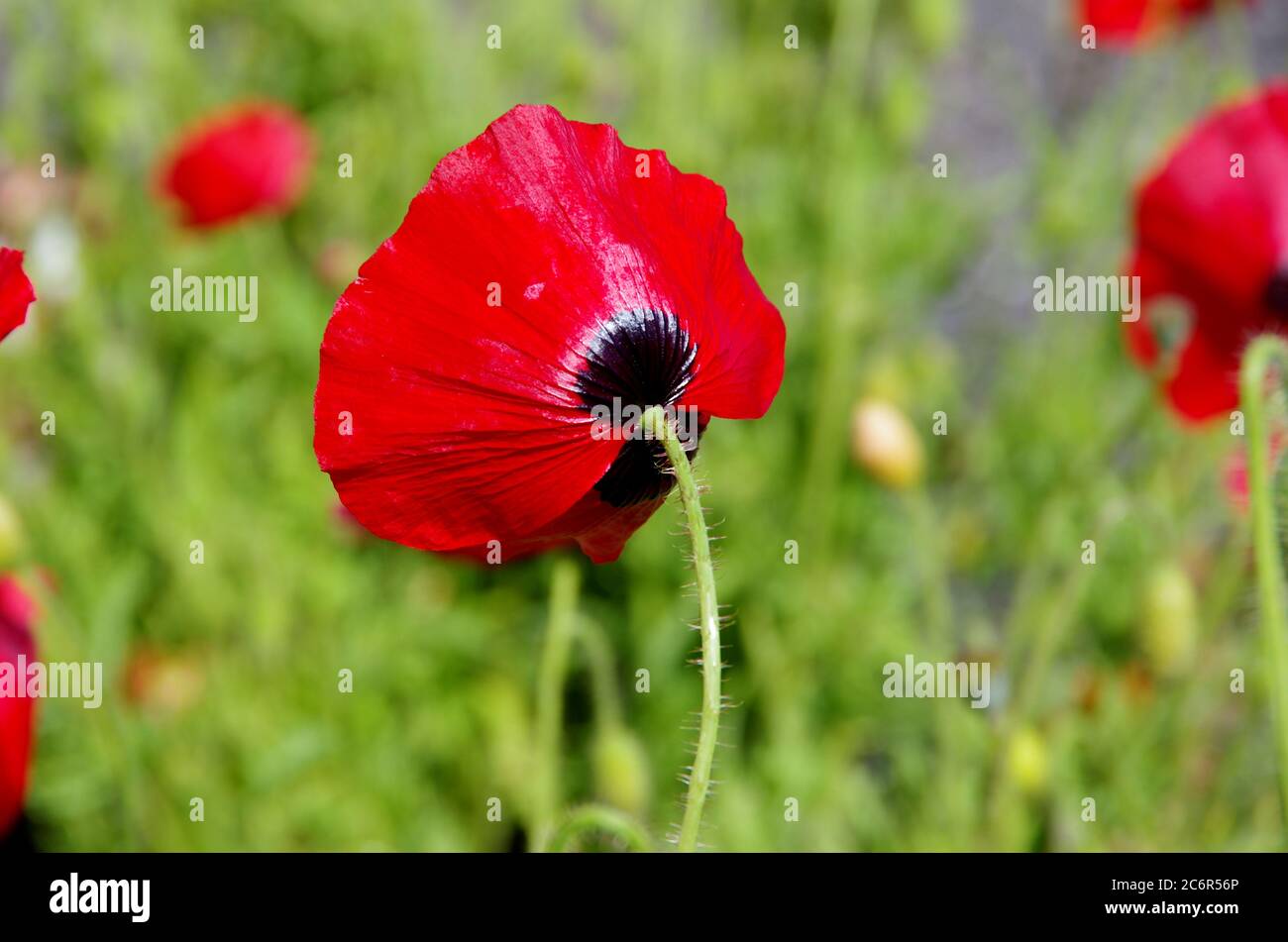 Floare frumoasa -Fotos und -Bildmaterial in hoher Auflösung – Alamy