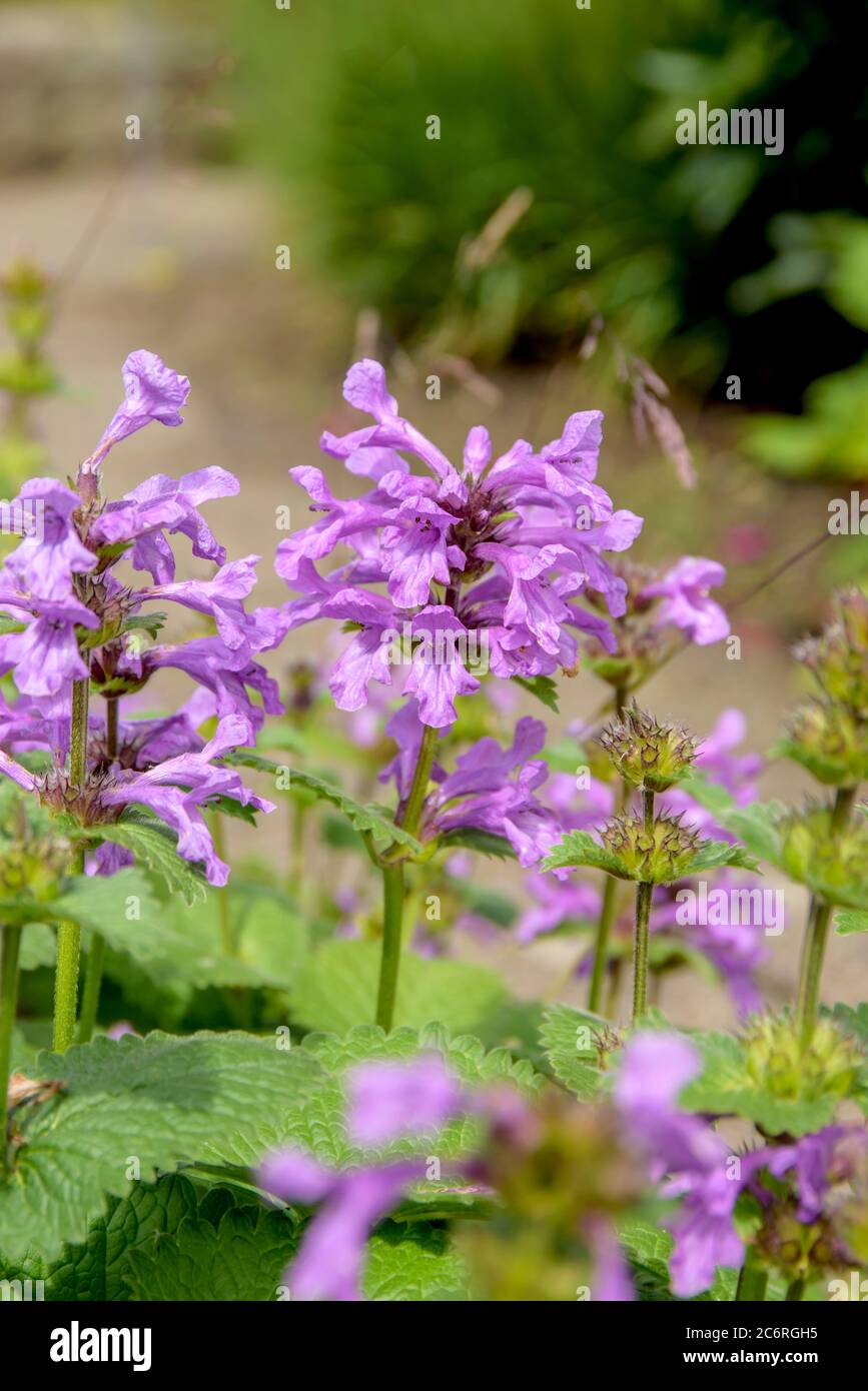 Großblutiger Ziest Stachys grandiflora Superba, Großblutiger Stachys ...