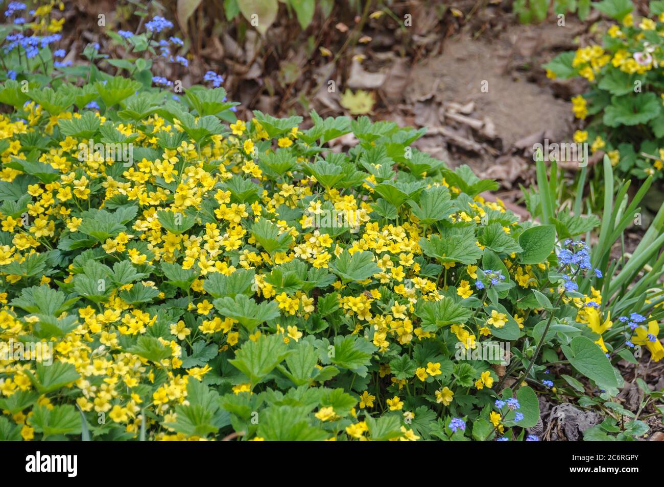 Gelapptblaettrige Waldsteinia geoides, Gelapptblaettrige Waldsteinia ...