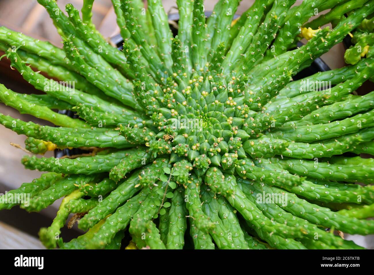 Eurphorbia caput medusa -Fotos und -Bildmaterial in hoher Auflösung – Alamy