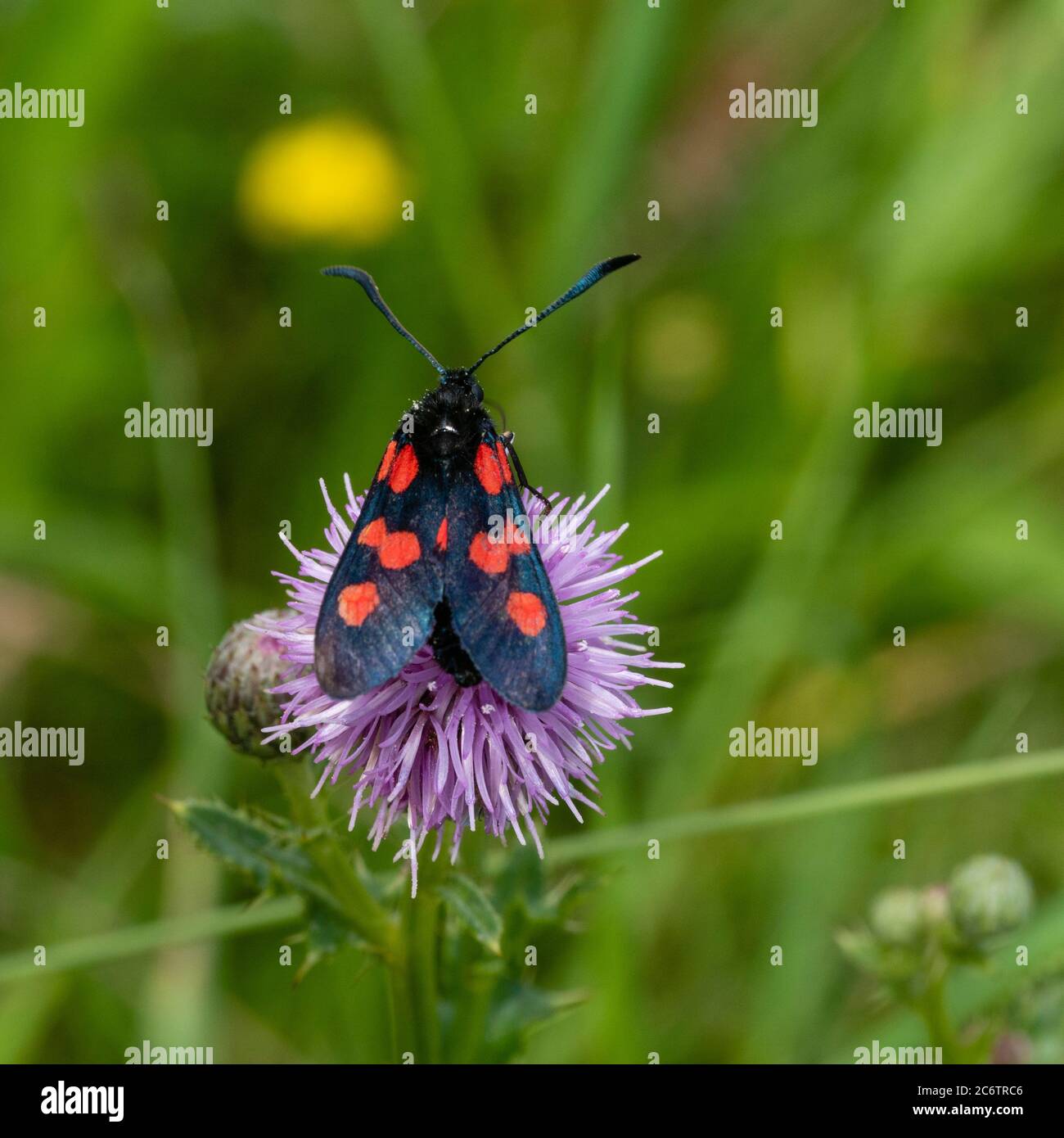 Schwarze und rote motte -Fotos und -Bildmaterial in hoher Auflösung – Alamy
