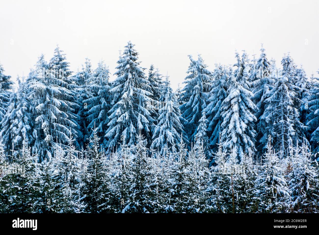 Die tannen -Fotos und -Bildmaterial in hoher Auflösung – Alamy