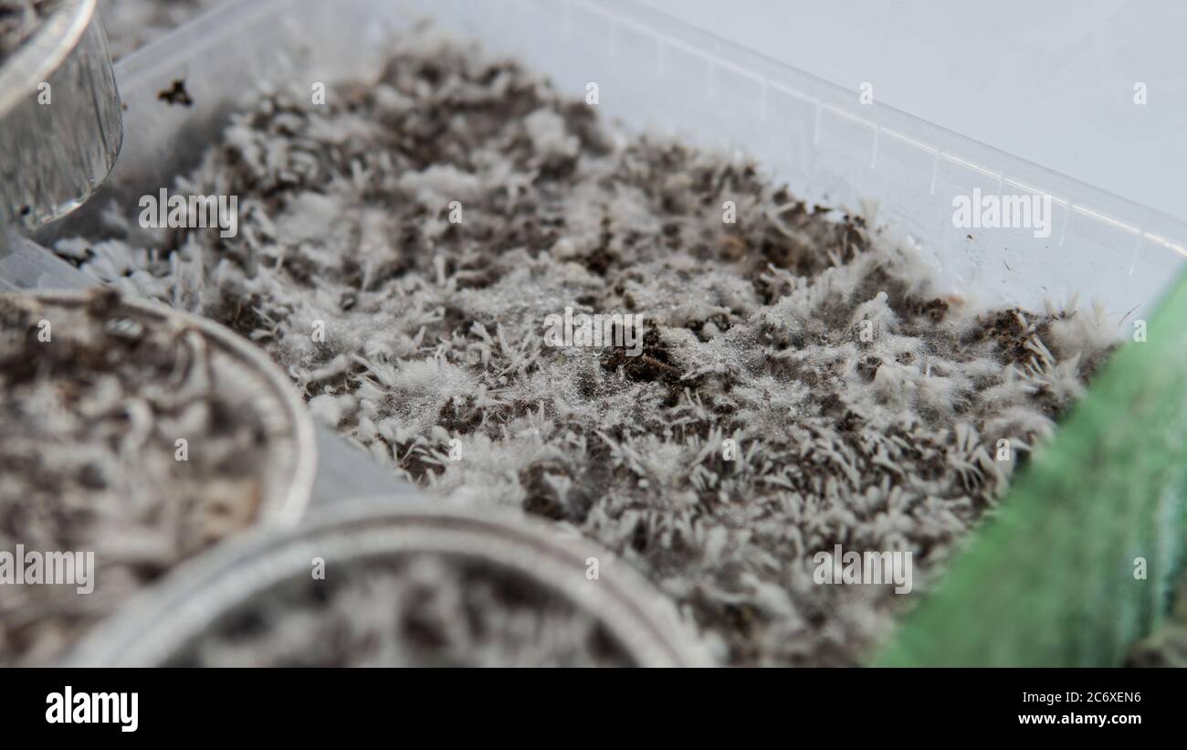 Hyphen pilze -Fotos und -Bildmaterial in hoher Auflösung – Alamy