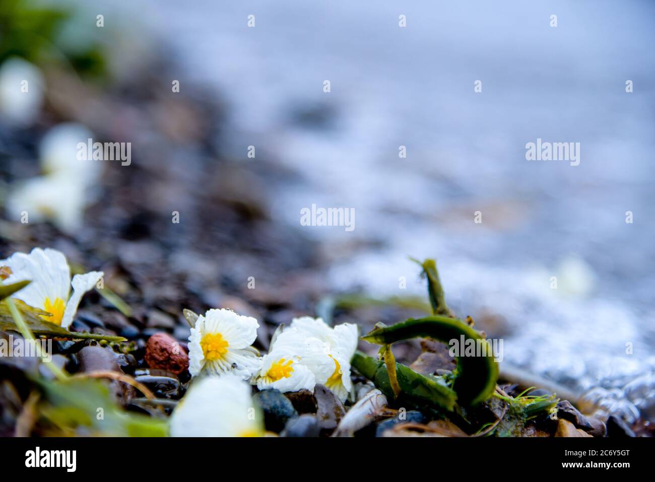 Ottelia acuminata -Fotos und -Bildmaterial in hoher Auflösung – Alamy