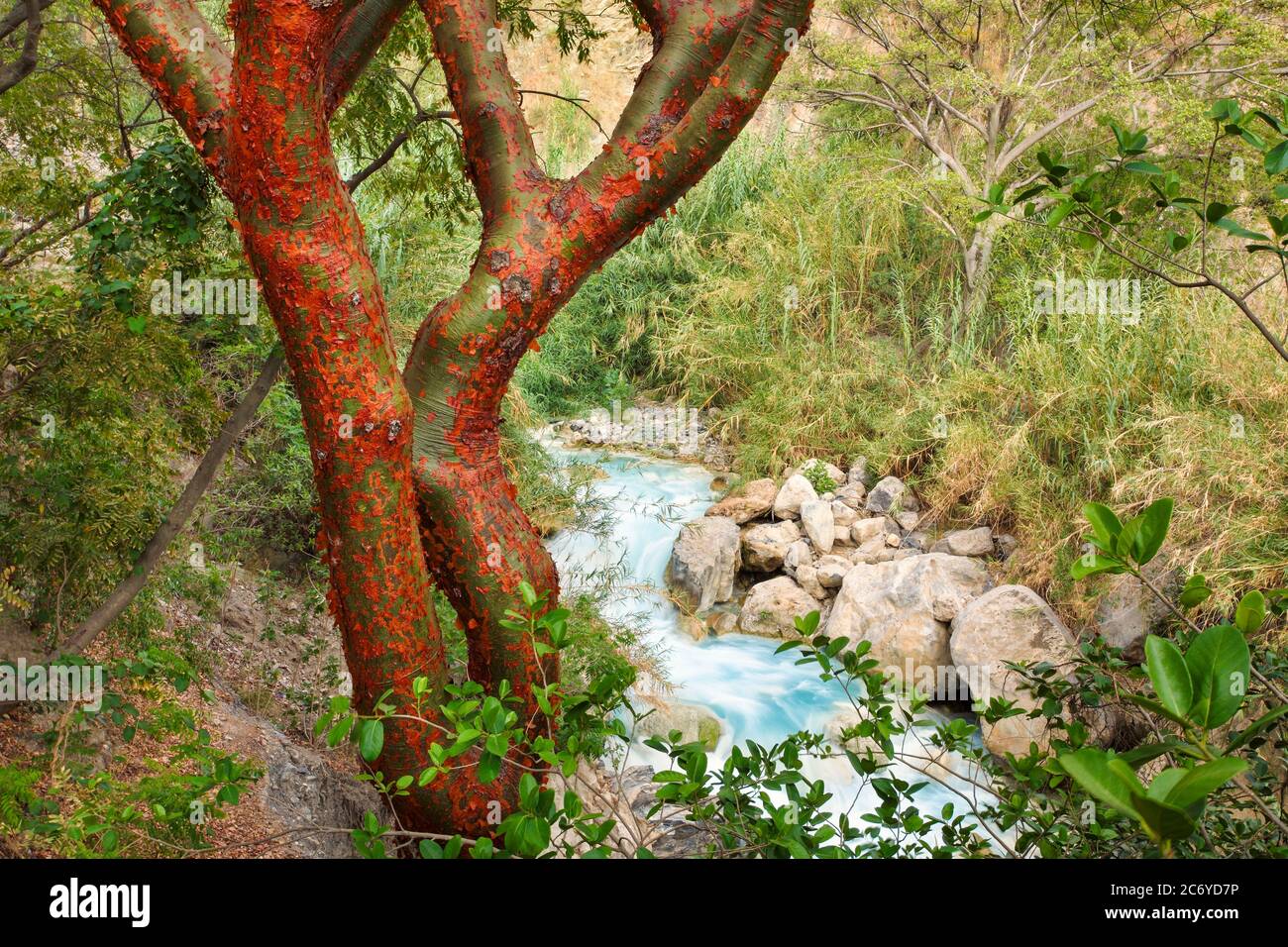 Gumbo Limbo Tree (Bursera simaruba) und Stream, Tolantongo Hot Springs ...