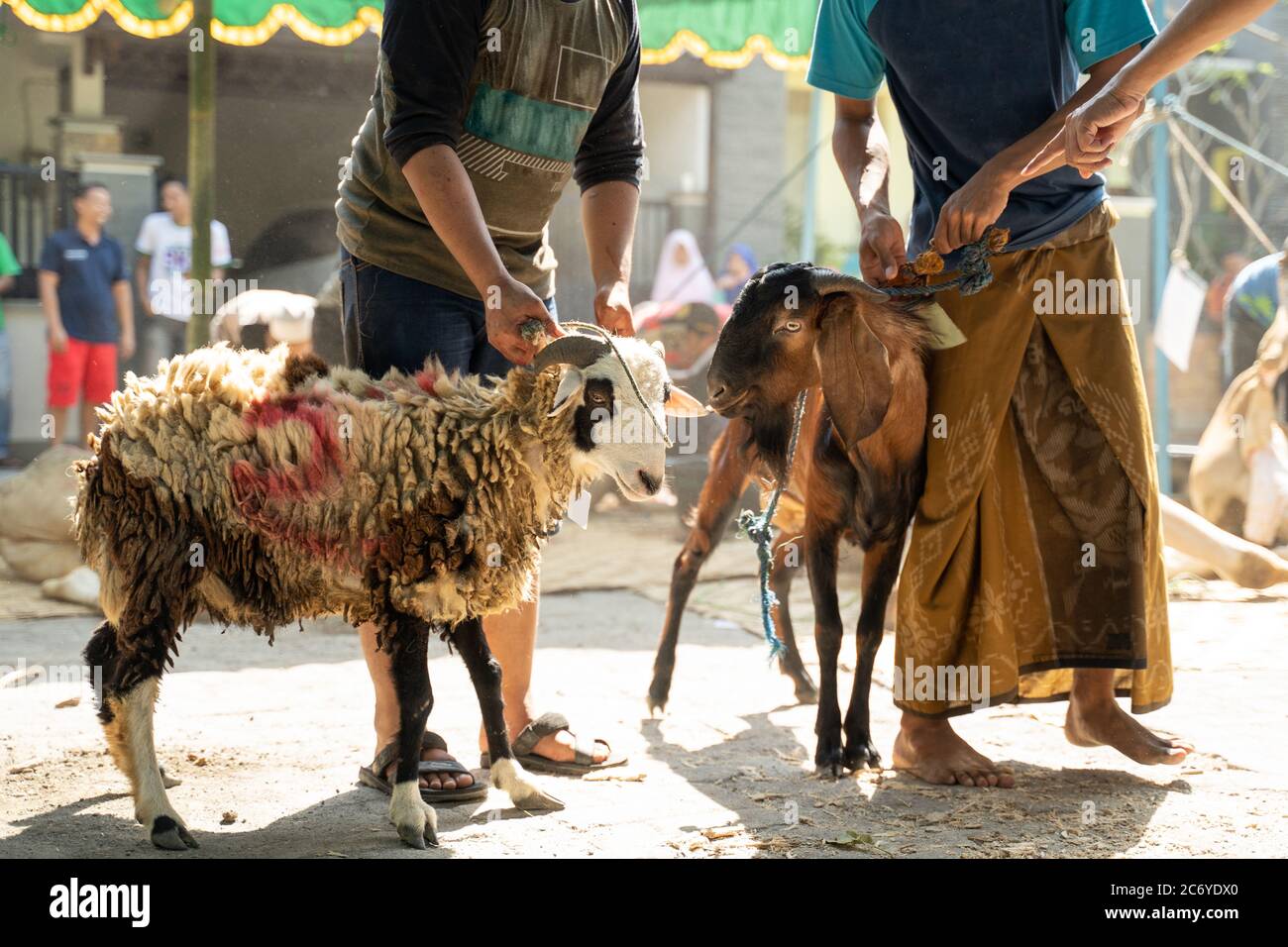 Killing of goats -Fotos und -Bildmaterial in hoher Auflösung – Alamy