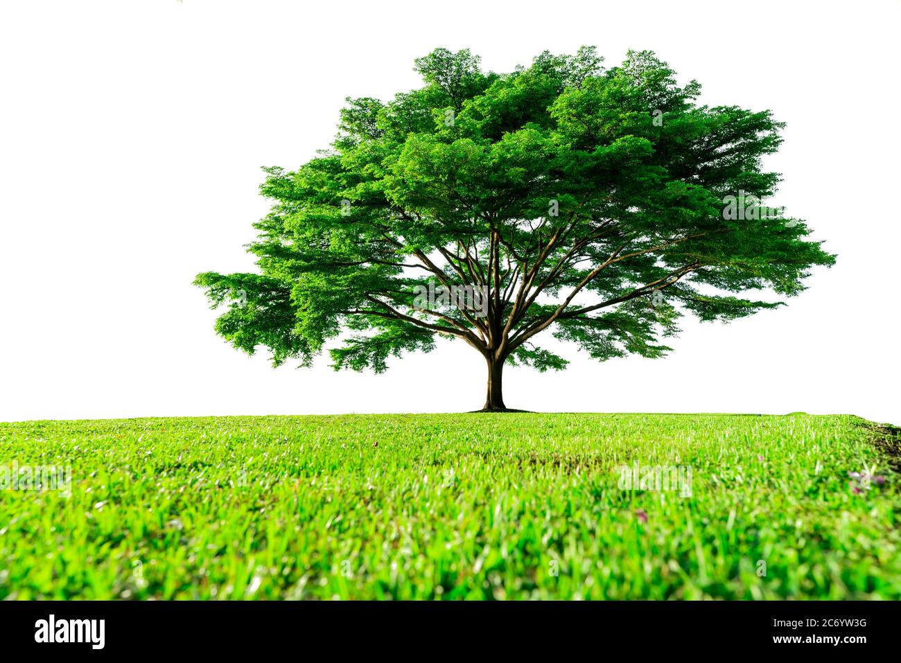 Großer grüner Baum mit schönen Ästen und grünem Grasfeld isoliert auf ...