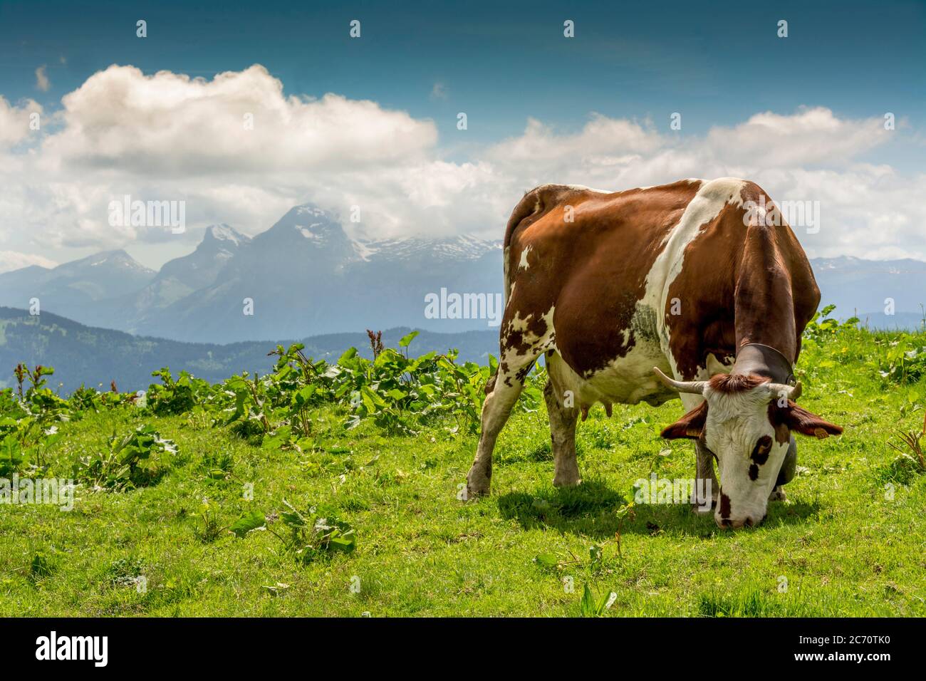 Alps Cows Bells Stockfotos und -bilder Kaufen - Alamy