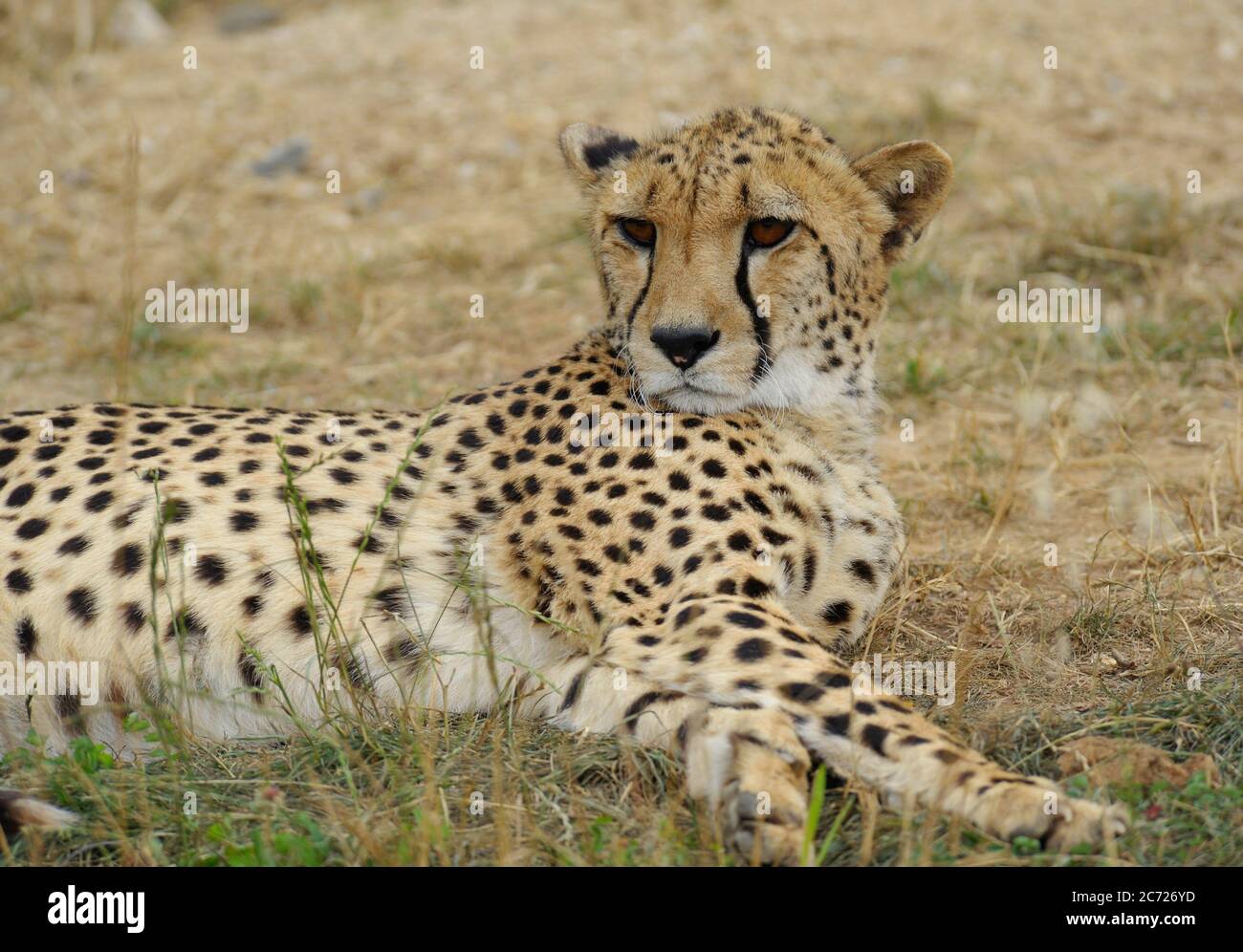 Geparden markierungen -Fotos und -Bildmaterial in hoher Auflösung – Alamy