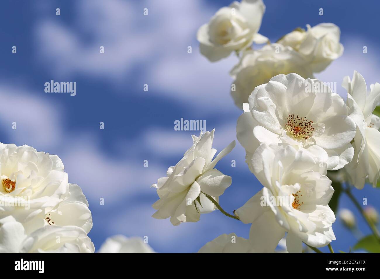 Weisse rosen -Fotos und -Bildmaterial in hoher Auflösung – Alamy
