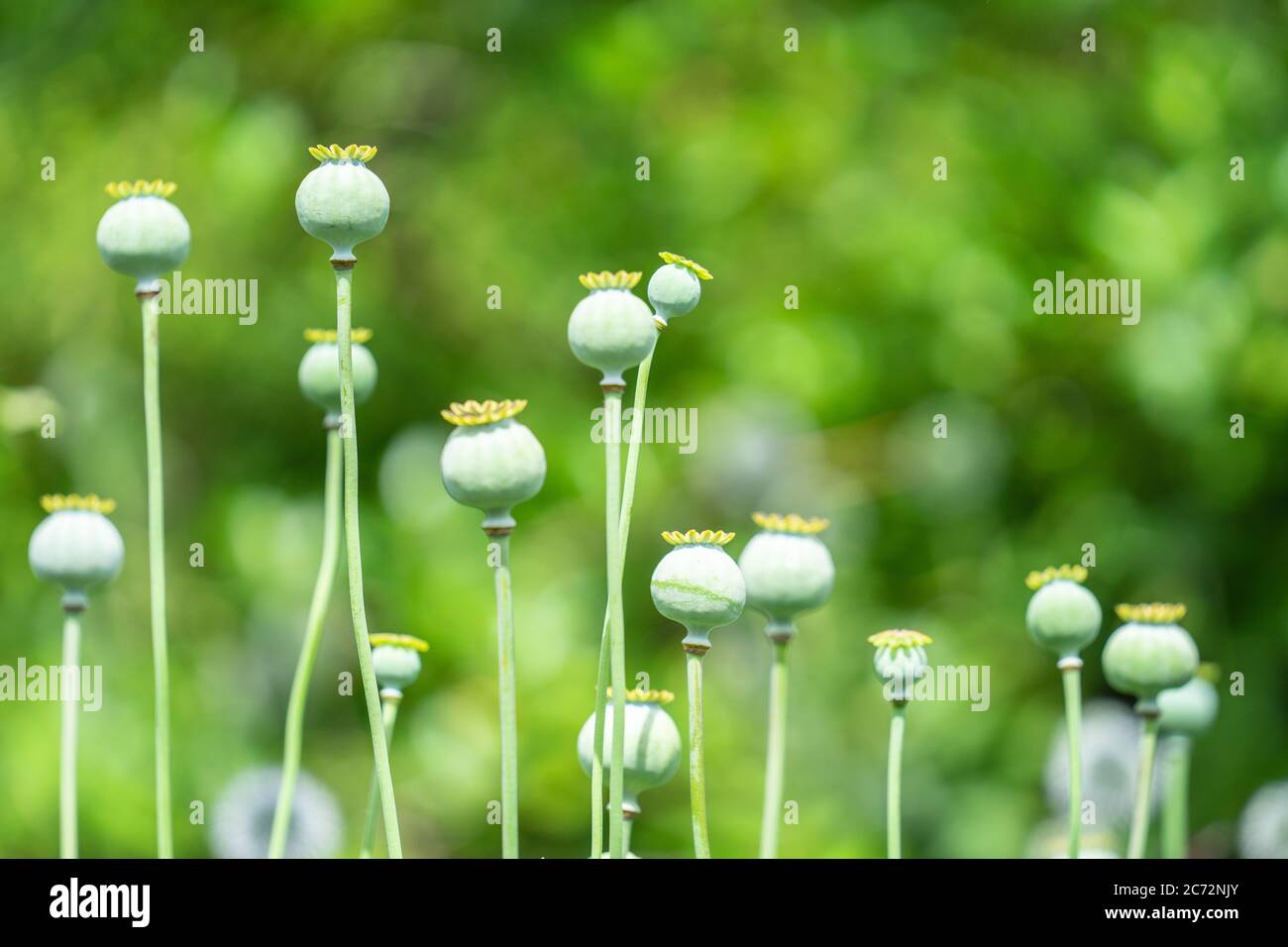 Papaver somniferum, allgemein bekannt als Schlafmohn oder breadseed ...
