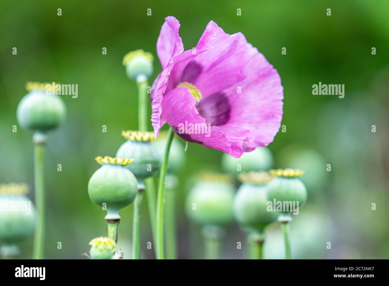 Papaver somniferum, allgemein bekannt als Schlafmohn oder breadseed ...