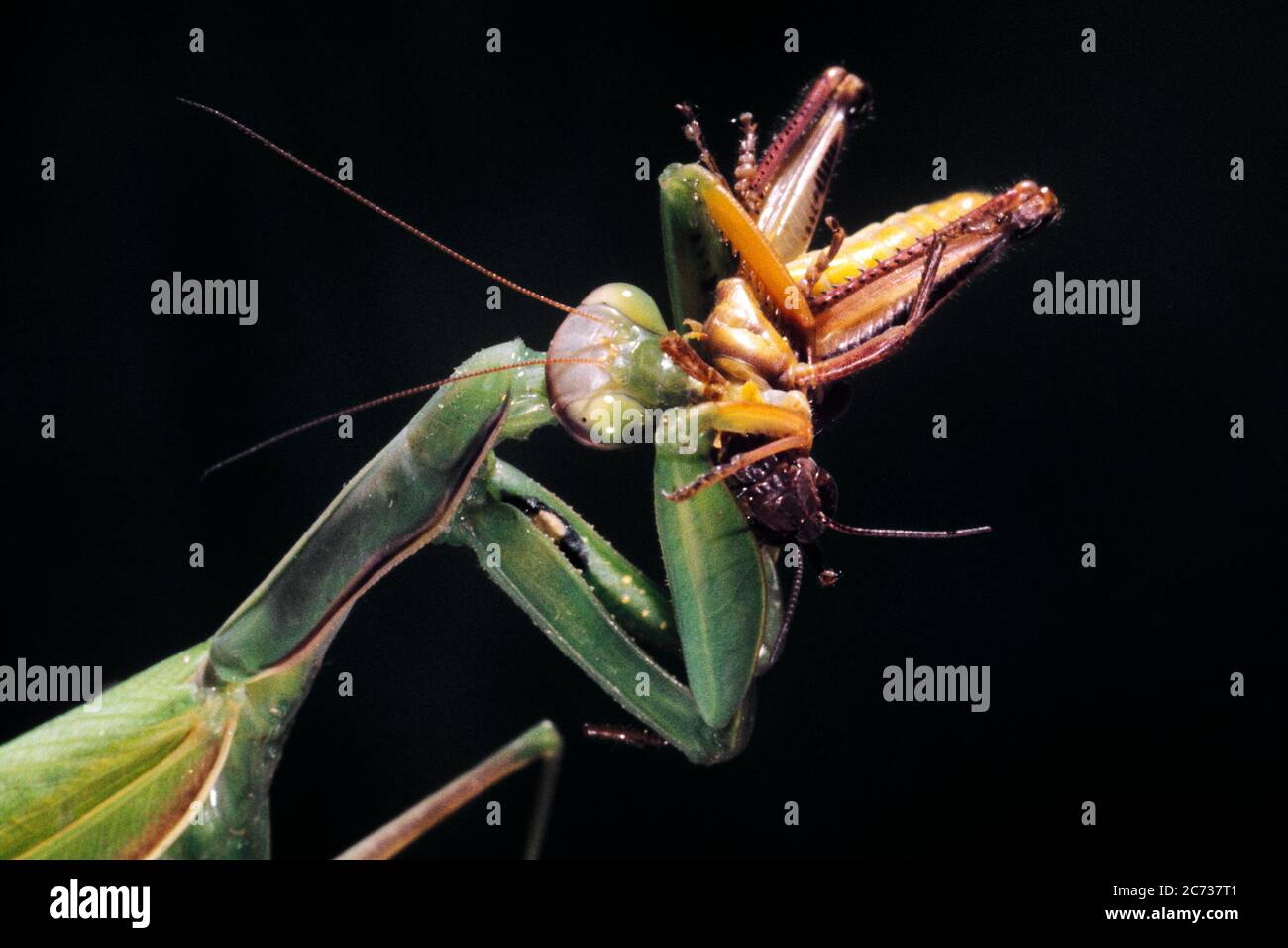 Praying mantis pair -Fotos und -Bildmaterial in hoher Auflösung – Alamy