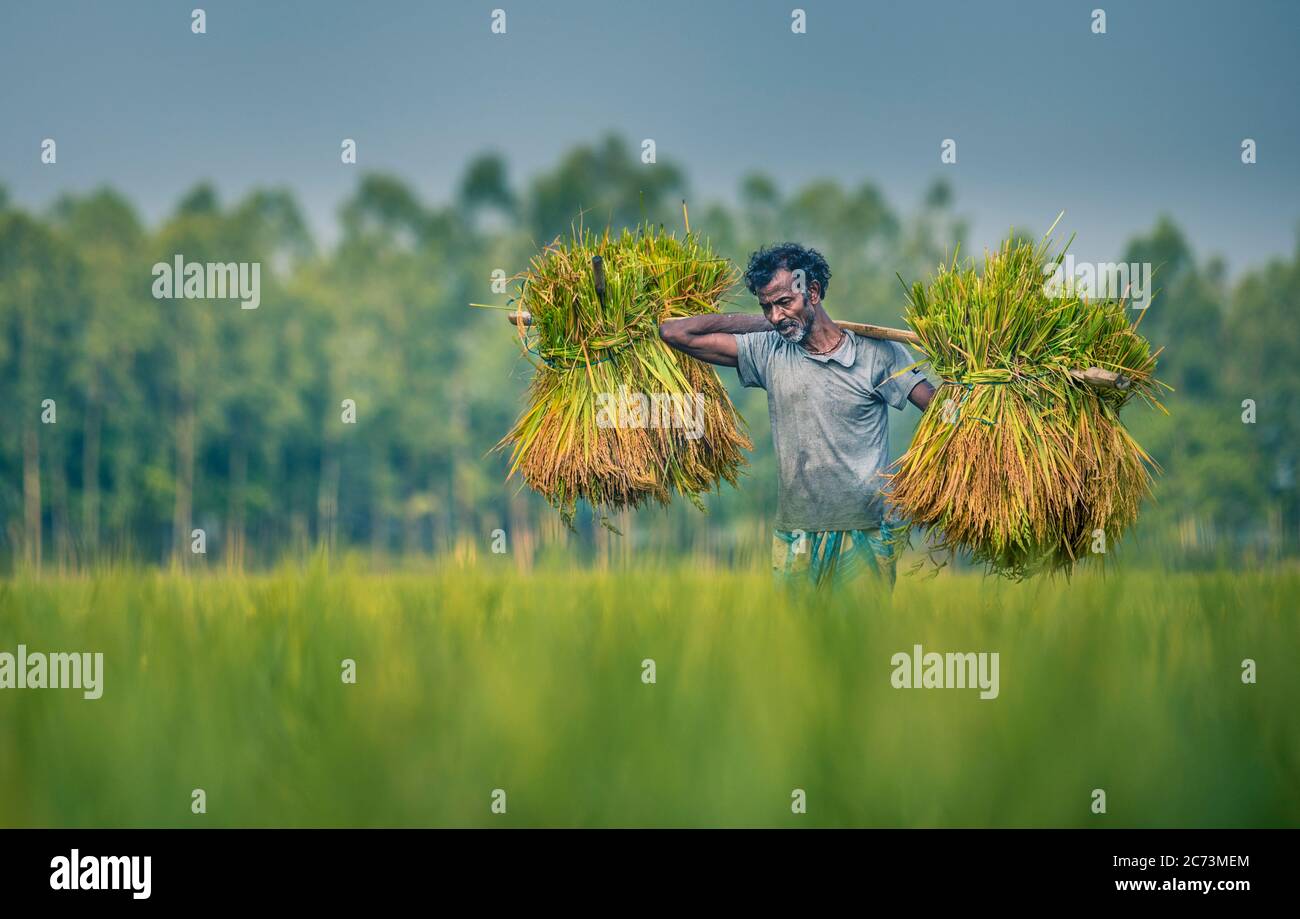 Farme Reis yeld calactionLandwirtschaft Arbeiter auf Reisfeld in ...