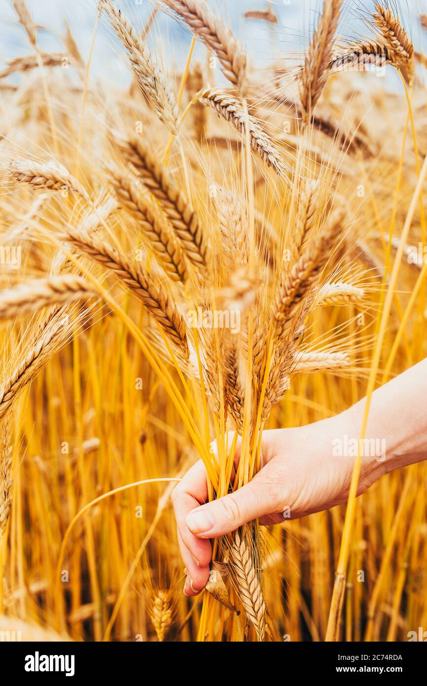 Eine garbe weizen -Fotos und -Bildmaterial in hoher Auflösung – Alamy