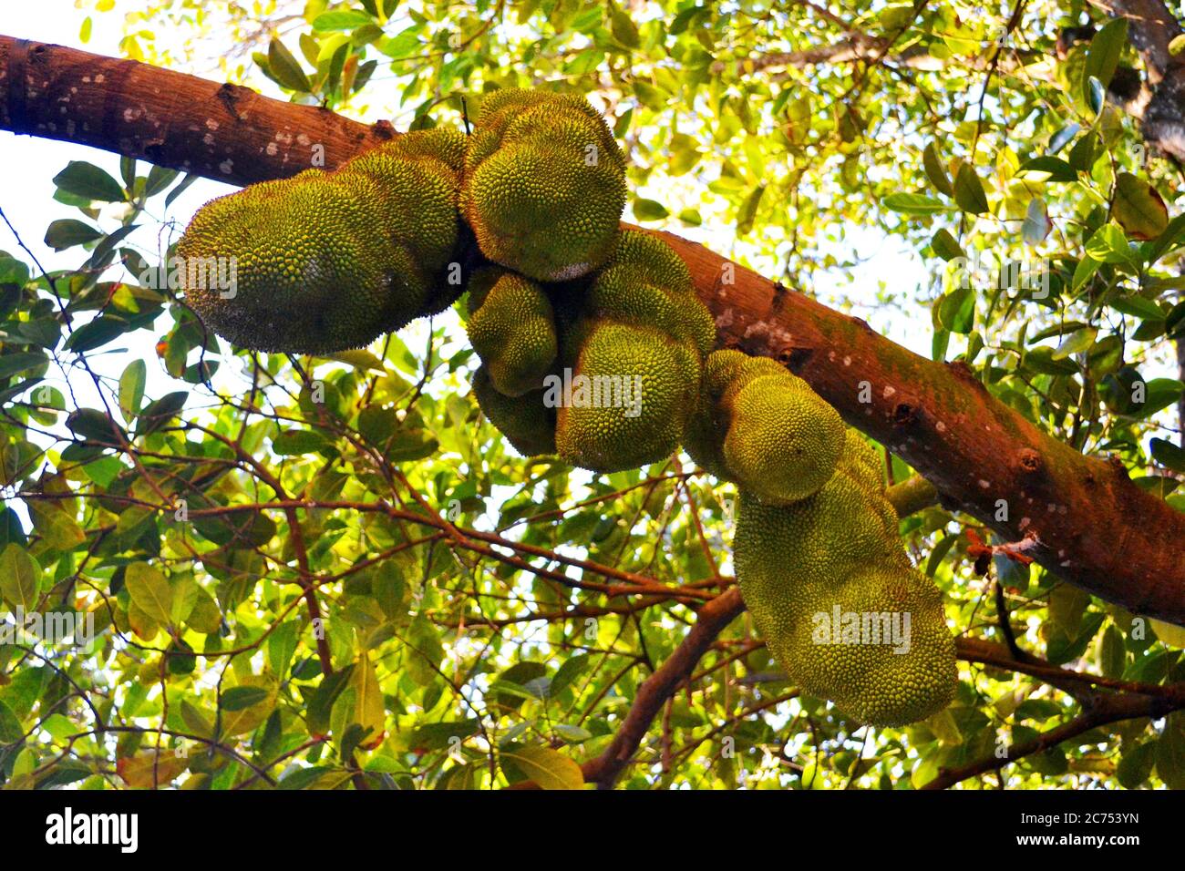 Jackfruit trees -Fotos und -Bildmaterial in hoher Auflösung – Alamy