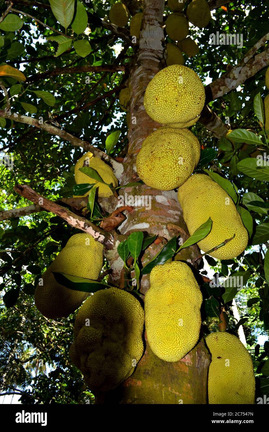 Jackfruits flesh -Fotos und -Bildmaterial in hoher Auflösung – Alamy