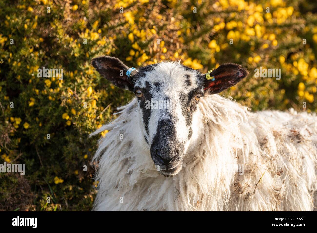 Schaf detail -Fotos und -Bildmaterial in hoher Auflösung - Seite 2 - Alamy