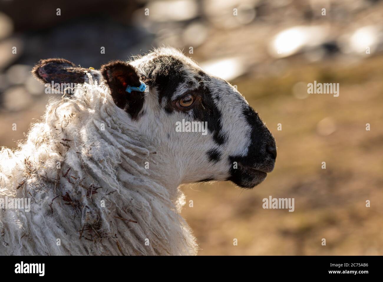Schaf detail -Fotos und -Bildmaterial in hoher Auflösung - Seite 2 - Alamy