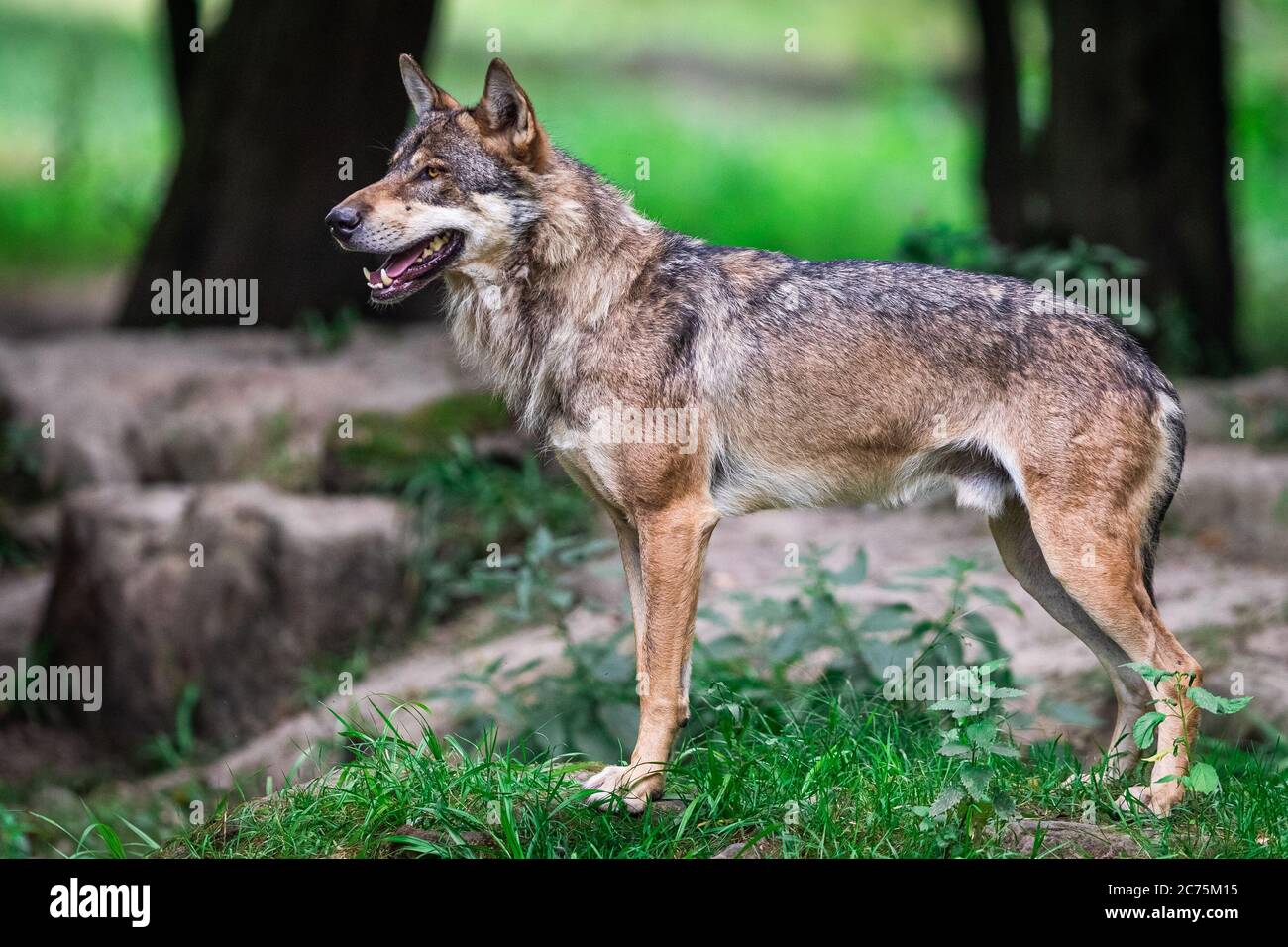 Wolf Jagen Stockfotos und -bilder Kaufen - Alamy