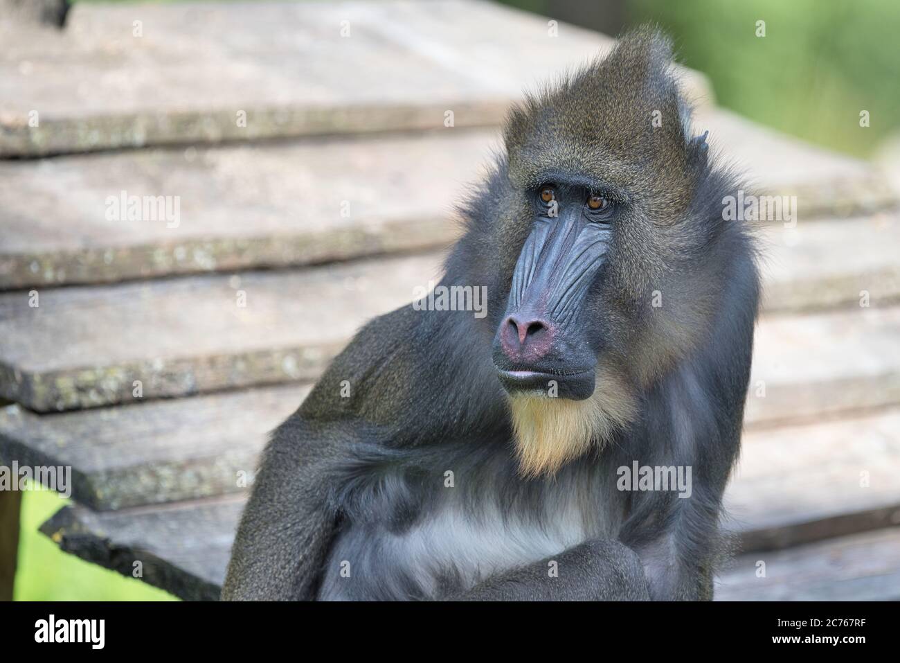 Mandrill affestudio -Fotos und -Bildmaterial in hoher Auflösung – Alamy
