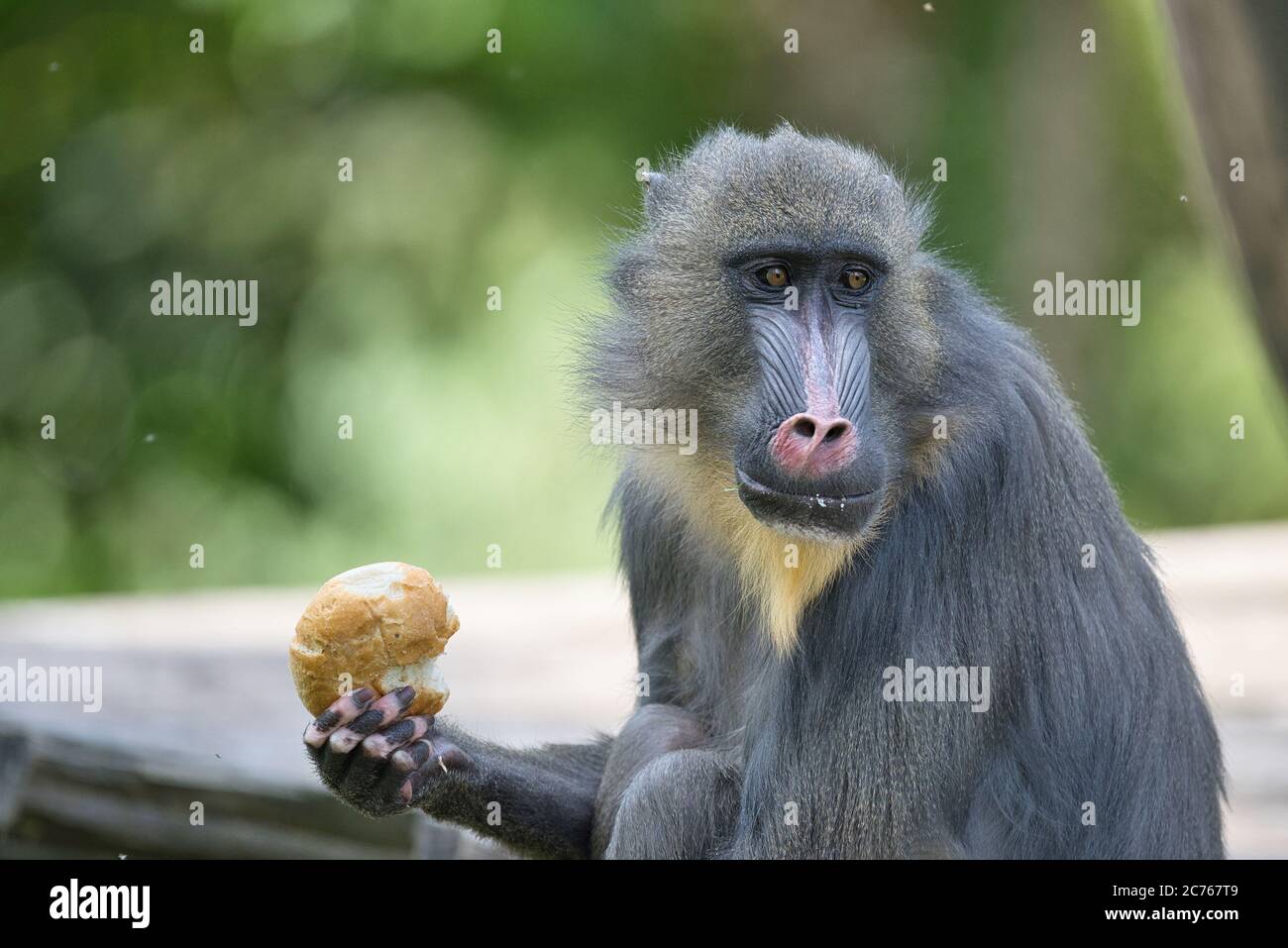 Mandrill affestudio -Fotos und -Bildmaterial in hoher Auflösung – Alamy