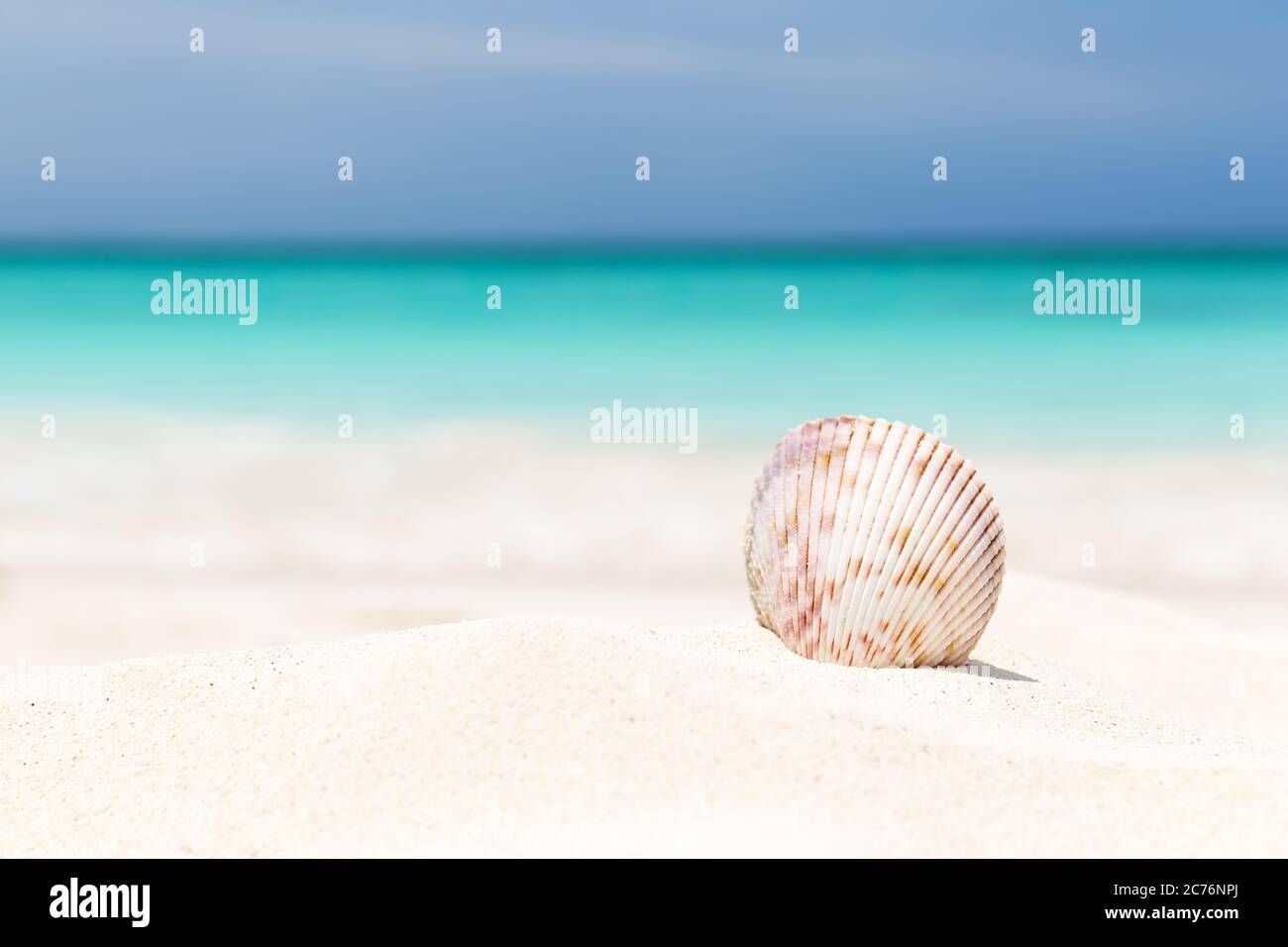 Muschel am karibischen sandigen strand -Fotos und -Bildmaterial in ...
