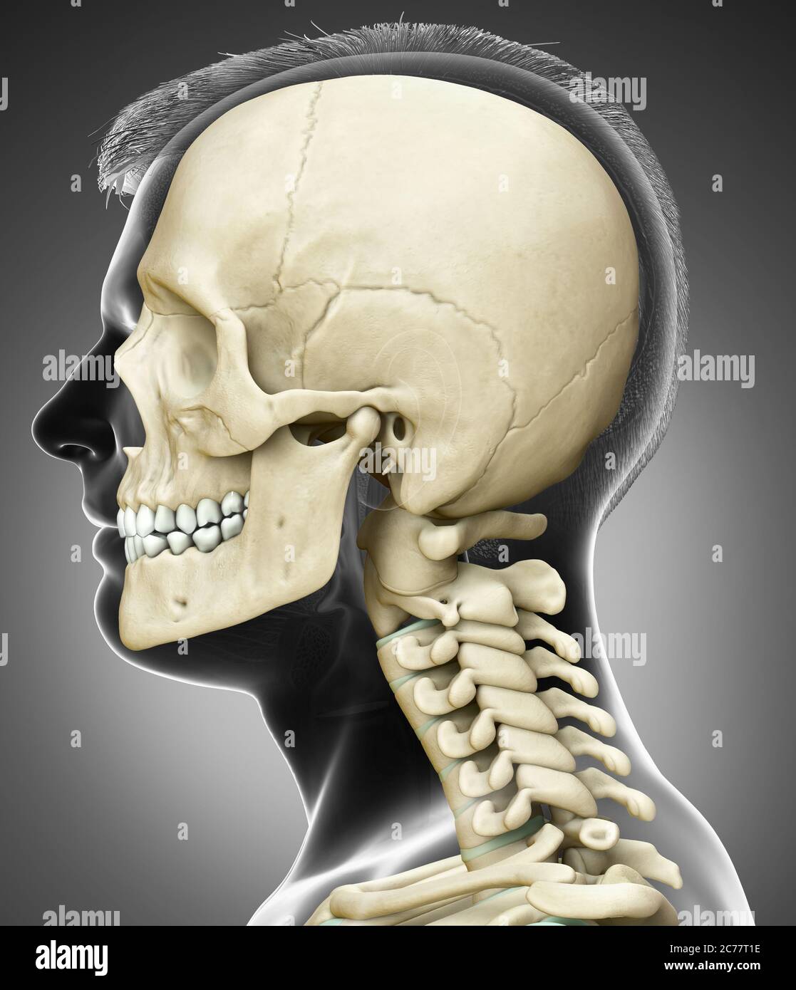 Knochen kopf hals anatomie biologie -Fotos und -Bildmaterial in hoher ...